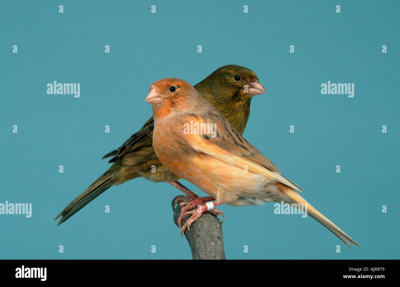 Pair of canaries hi-res stock photography and images - Alamy