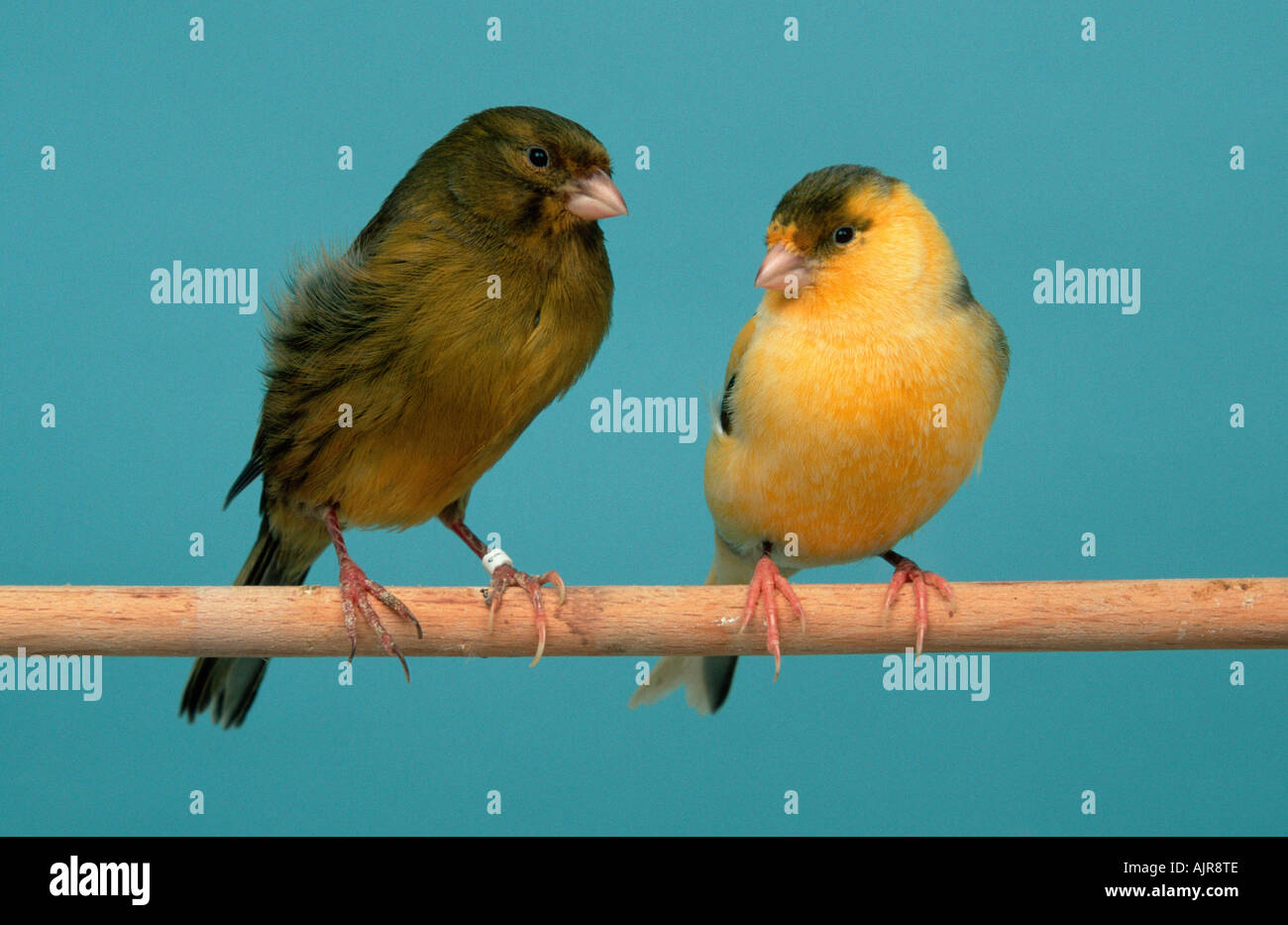 Bird canaries pair hi-res stock photography and images - Alamy