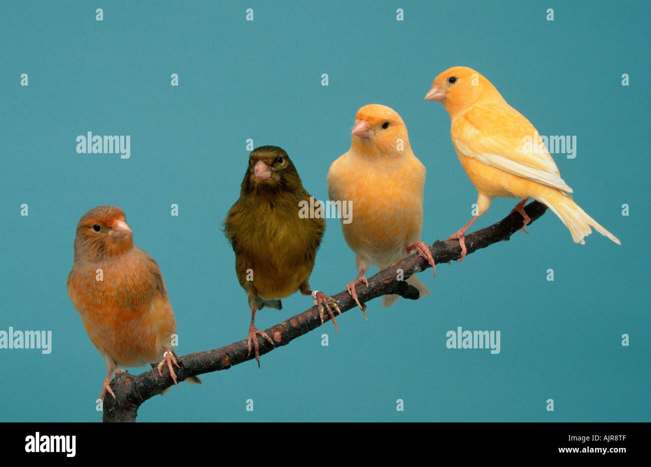 Four canaries hi-res stock photography and images - Alamy