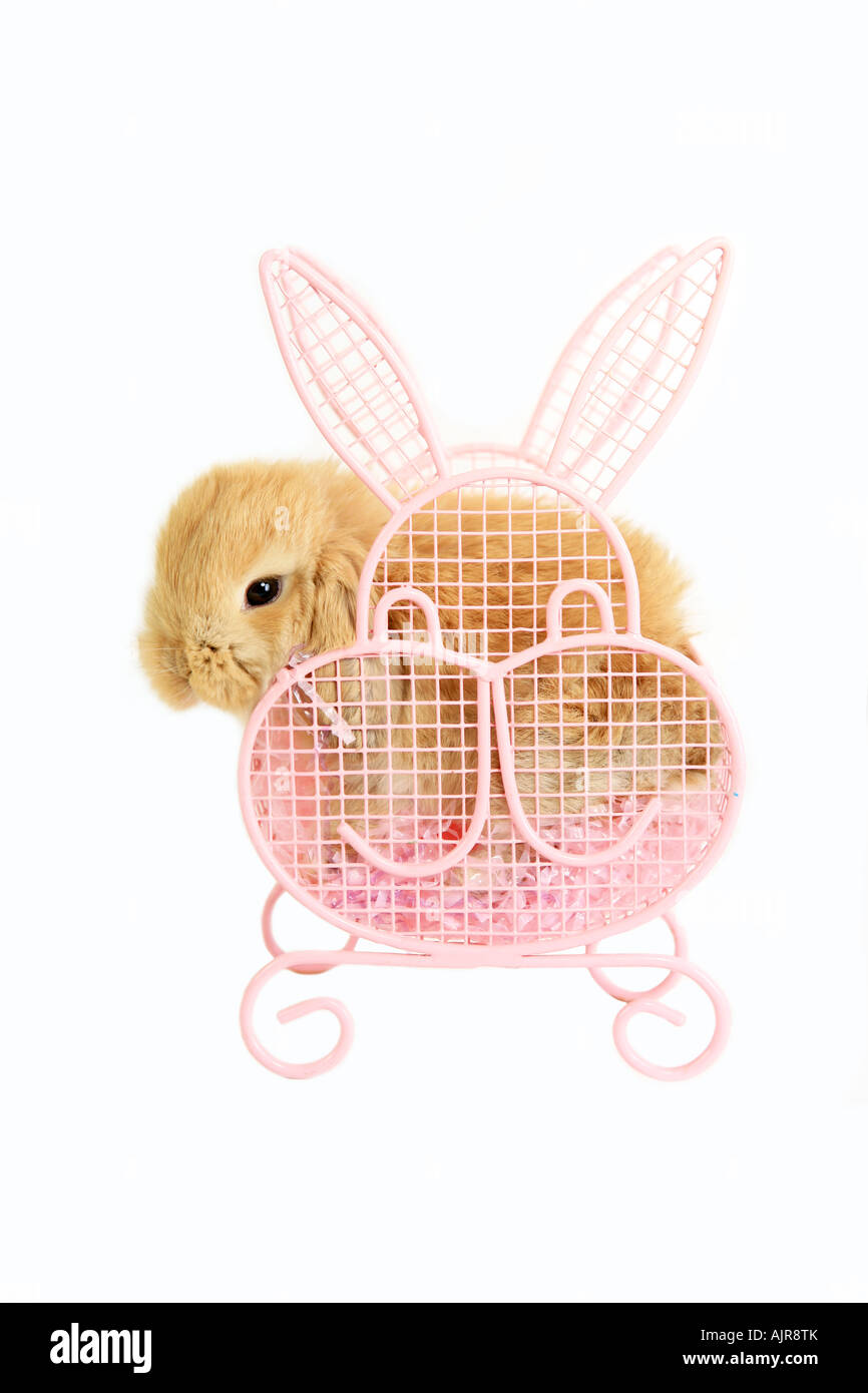 Baby hare in pink Cut Out Stock Images & Pictures - Alamy