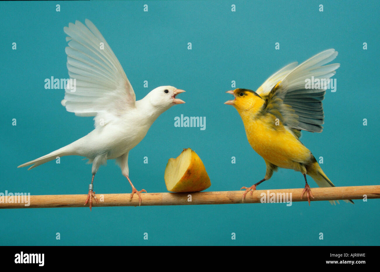 Bird canaries pair hi-res stock photography and images - Alamy