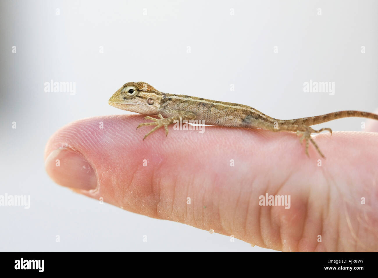 Tiny lizard on a human finger in India Stock Photo - Alamy