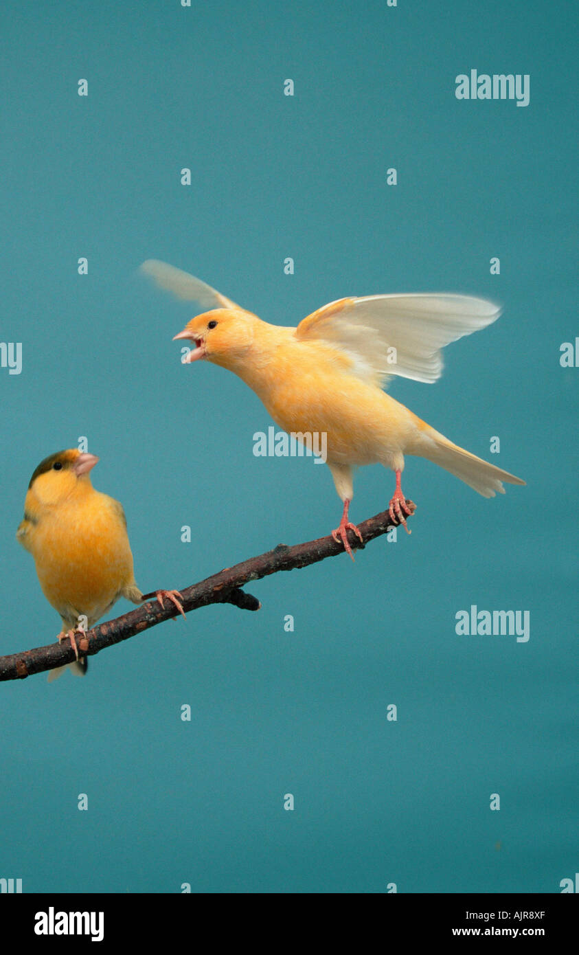 Bird canaries pair hi-res stock photography and images - Alamy