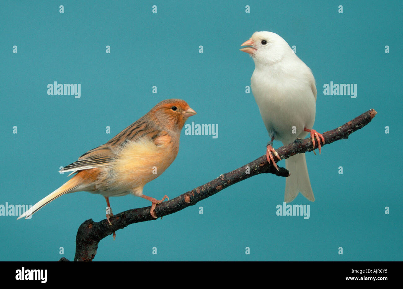 Bird canaries pair hi-res stock photography and images - Alamy