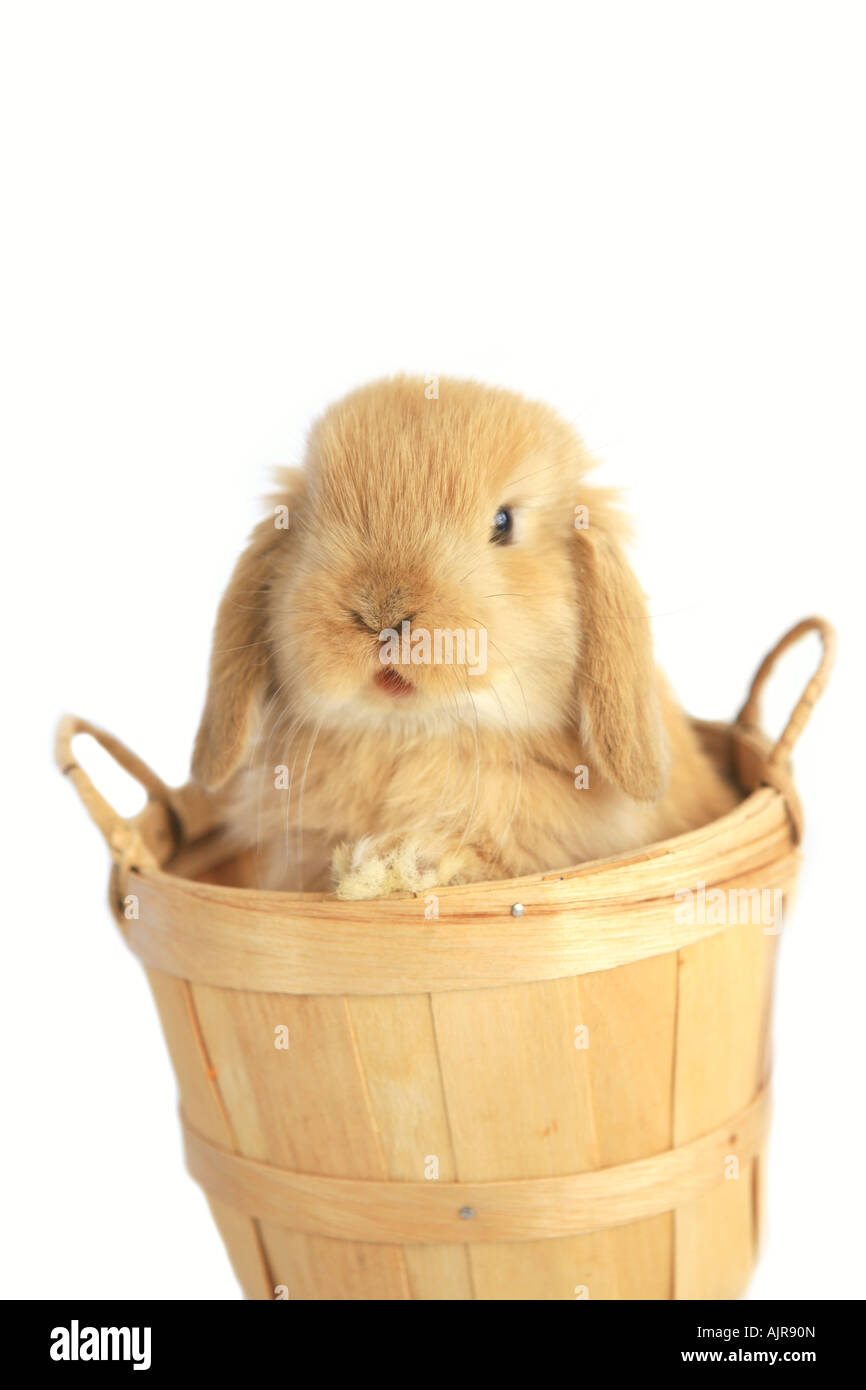 Baby mini lop bunny in bushel basket isolated on white Stock Photo - Alamy