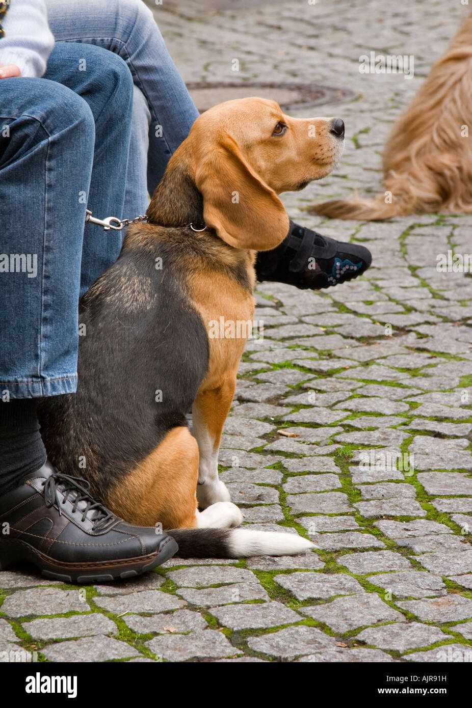 Beagle sitting at his masters feet Stock Photo - Alamy