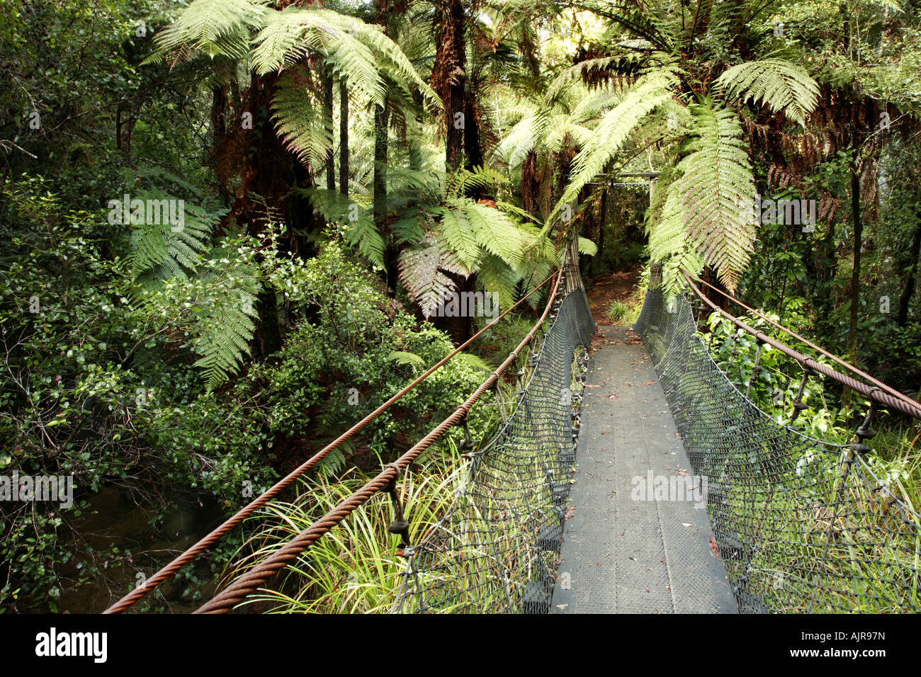 Bridge inside New zealand forest Stock Photo - Alamy