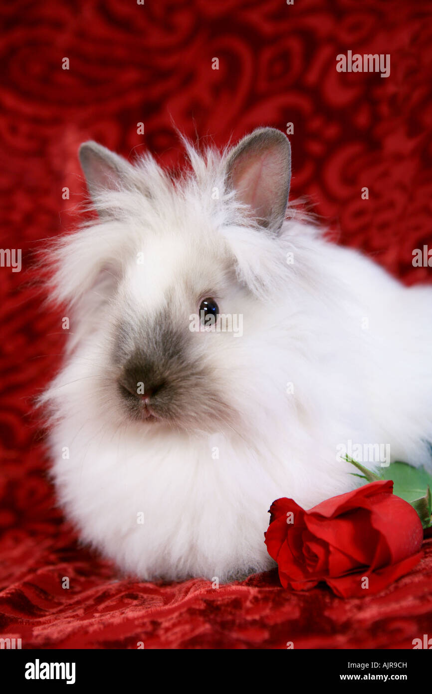 Siamese Lionhead Rabbit on Valentine red velvet back ground with red ...