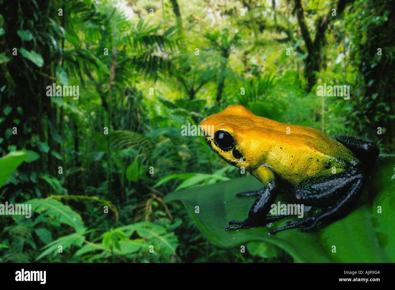 Black legged Poison Arrow Frog Phyllobates bicolor Poison Dart Frog ...