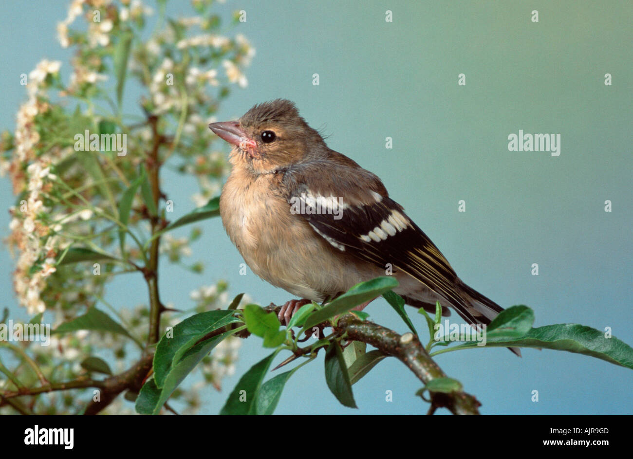 Young chaffinch hi-res stock photography and images - Alamy