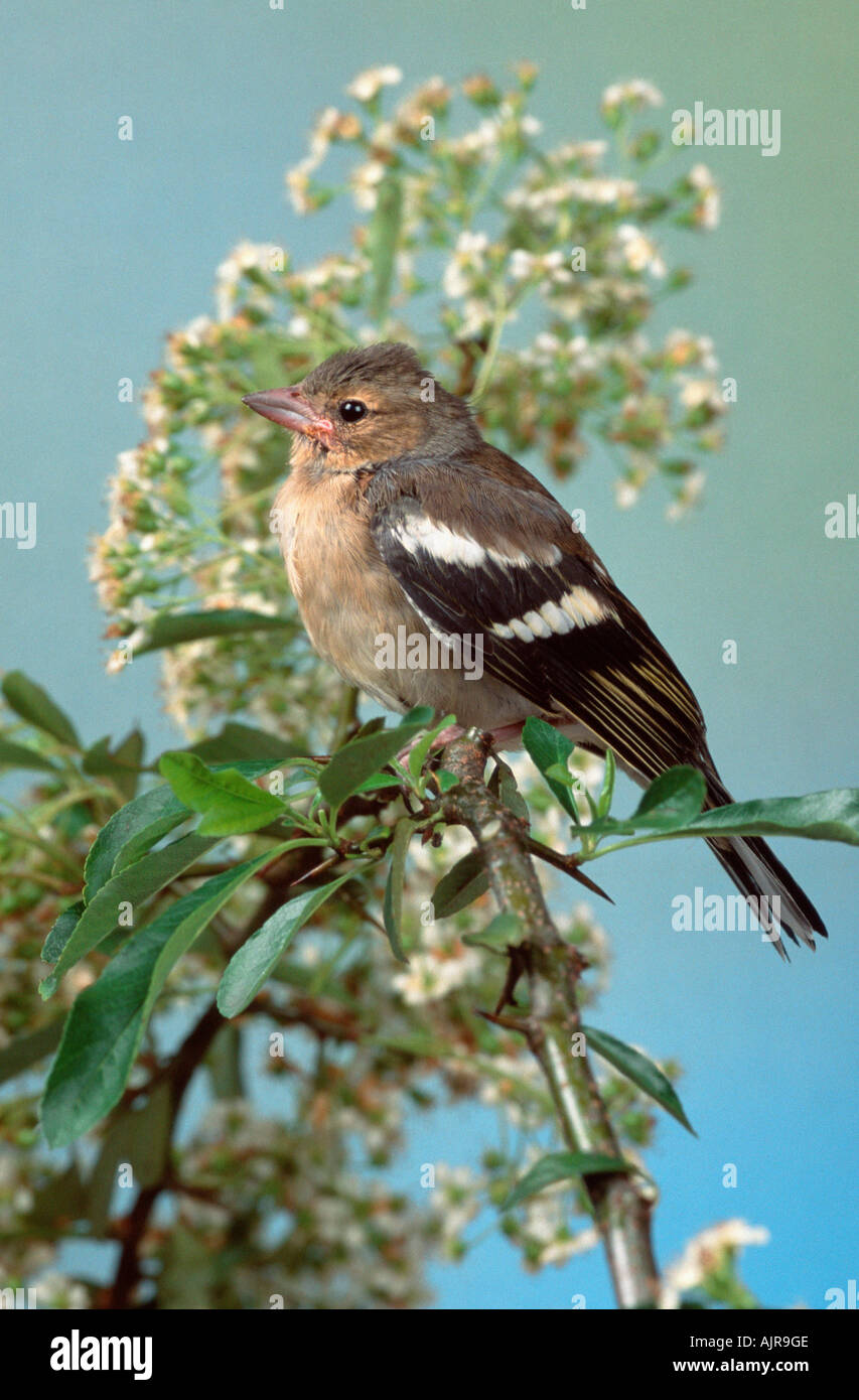 Young chaffinch hi-res stock photography and images - Alamy