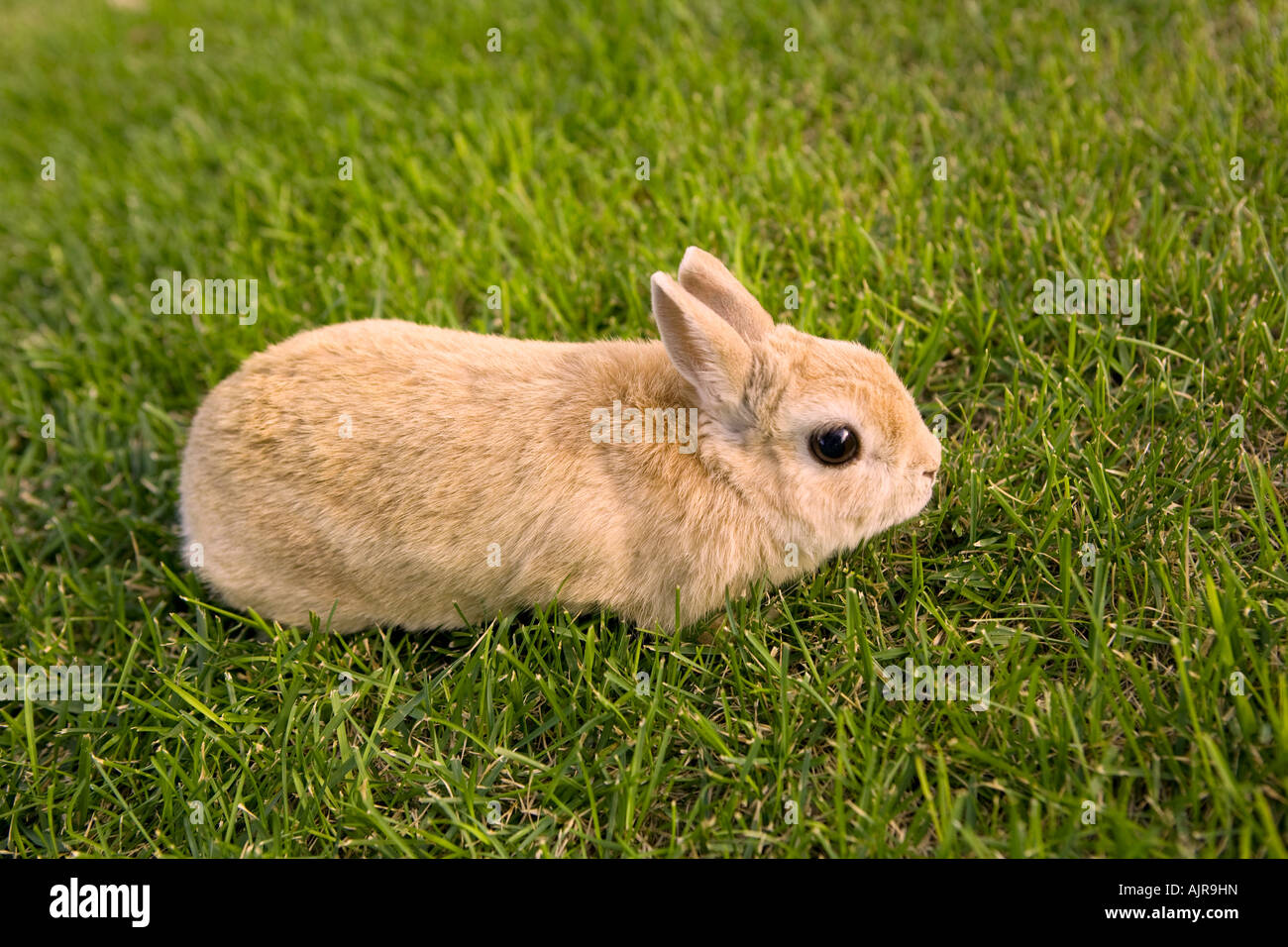Tan colored Netherlands Dwarf rabbit in the green grass Stock Photo - Alamy