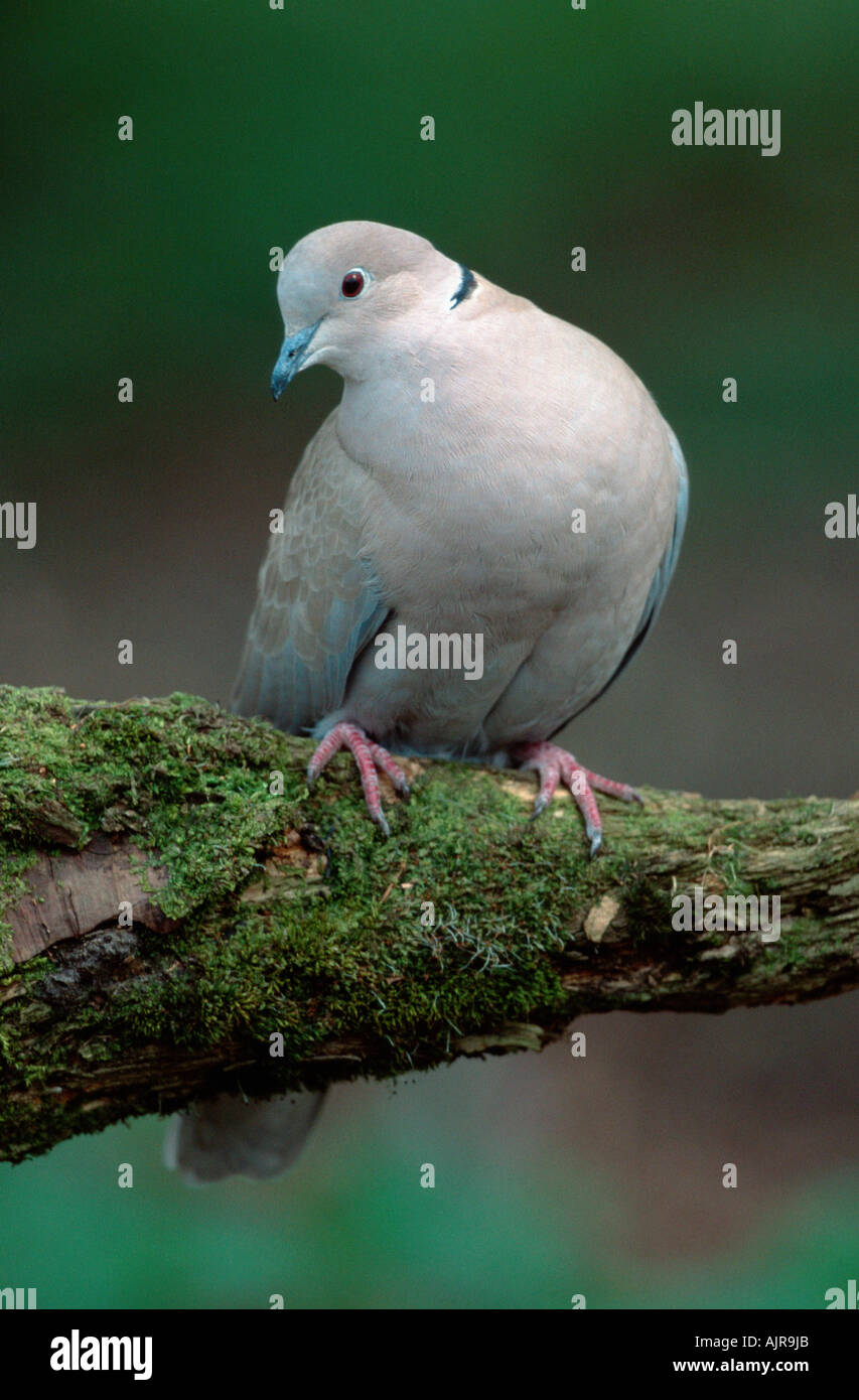 Collared Dove North Rhine Westphalia Germany Streptopelia decaocto ...