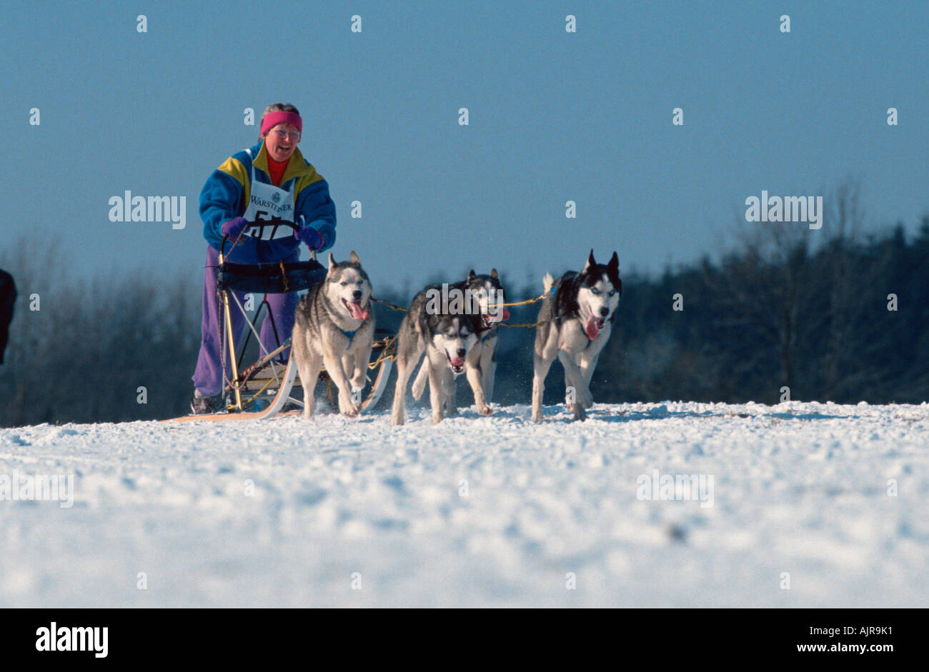 Siberian Husky team sledge dog race Stock Photo - Alamy