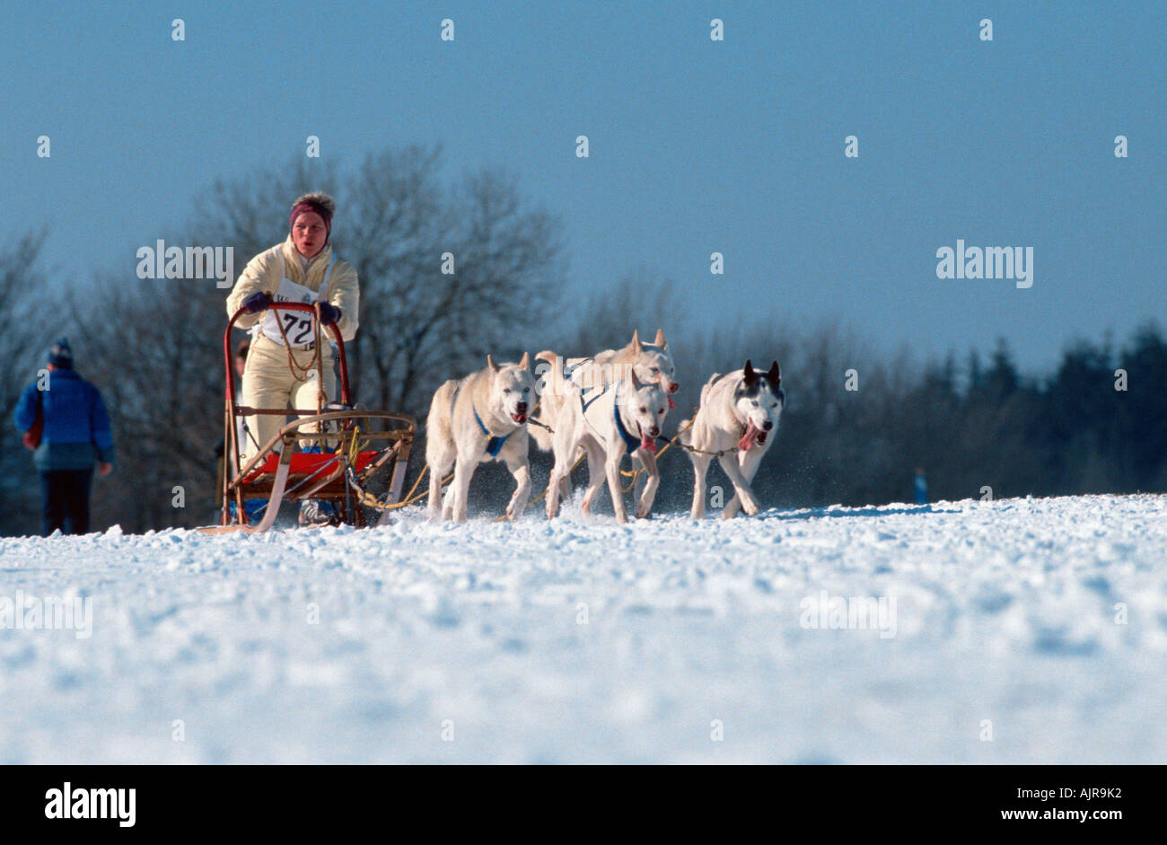 Siberian husky team sledge hi-res stock photography and images - Alamy