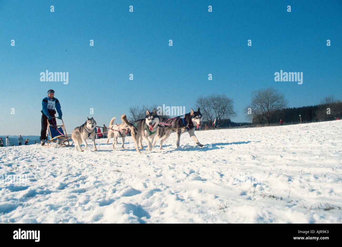 Siberian Husky team sledge dog race Stock Photo - Alamy