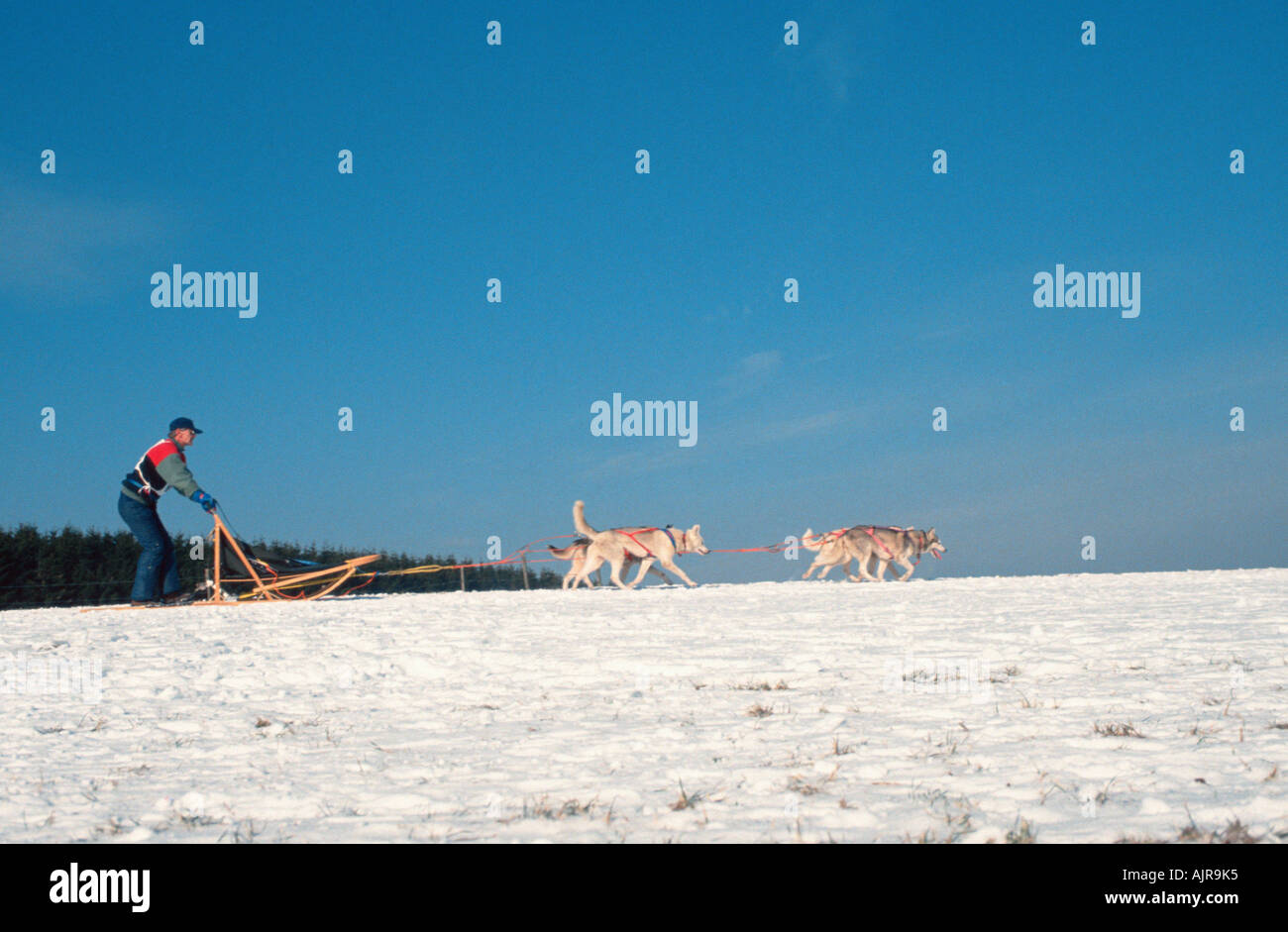 Siberian Husky team sledge dog race Stock Photo - Alamy