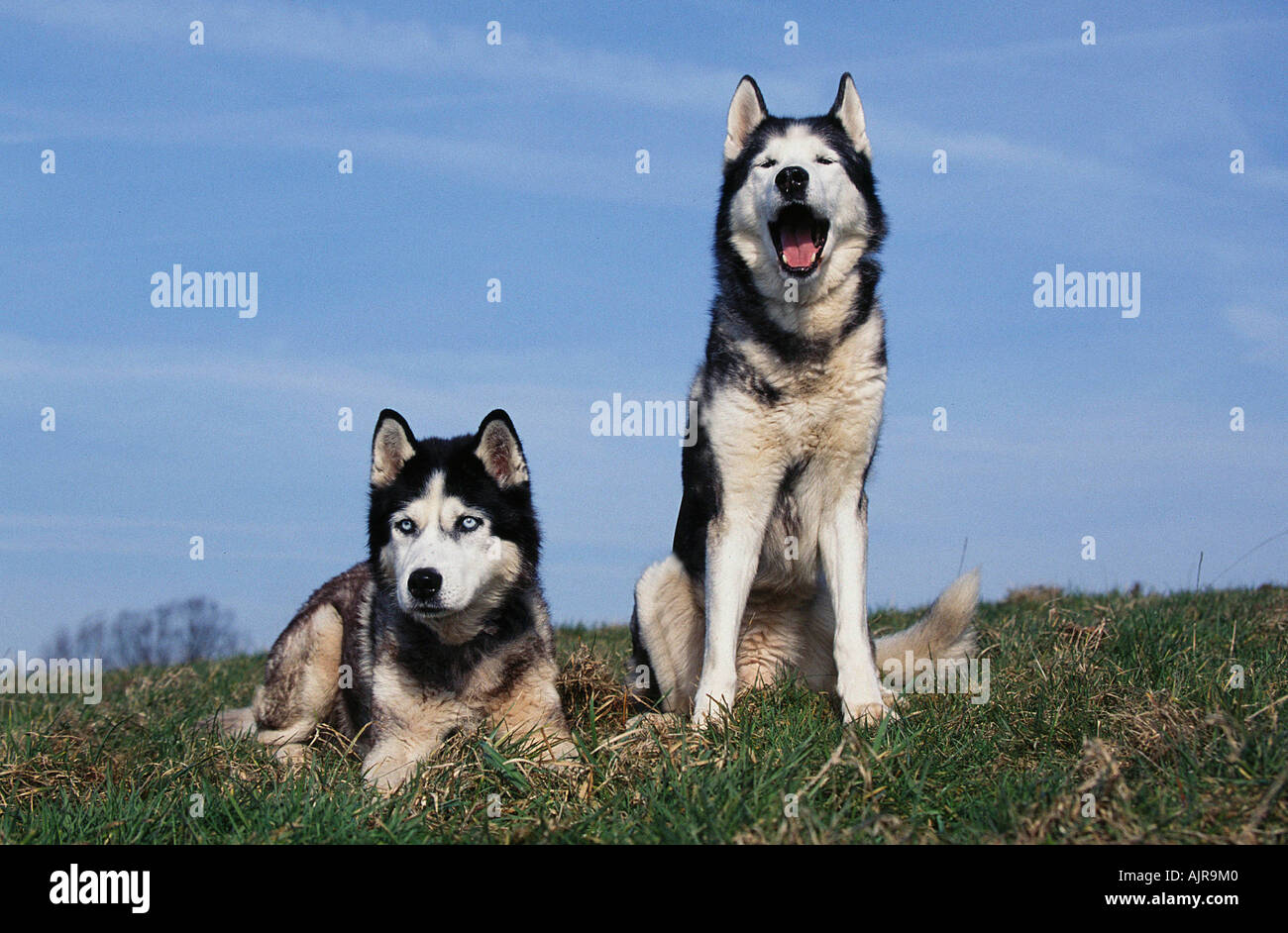 Two siberian huskies hi-res stock photography and images - Alamy