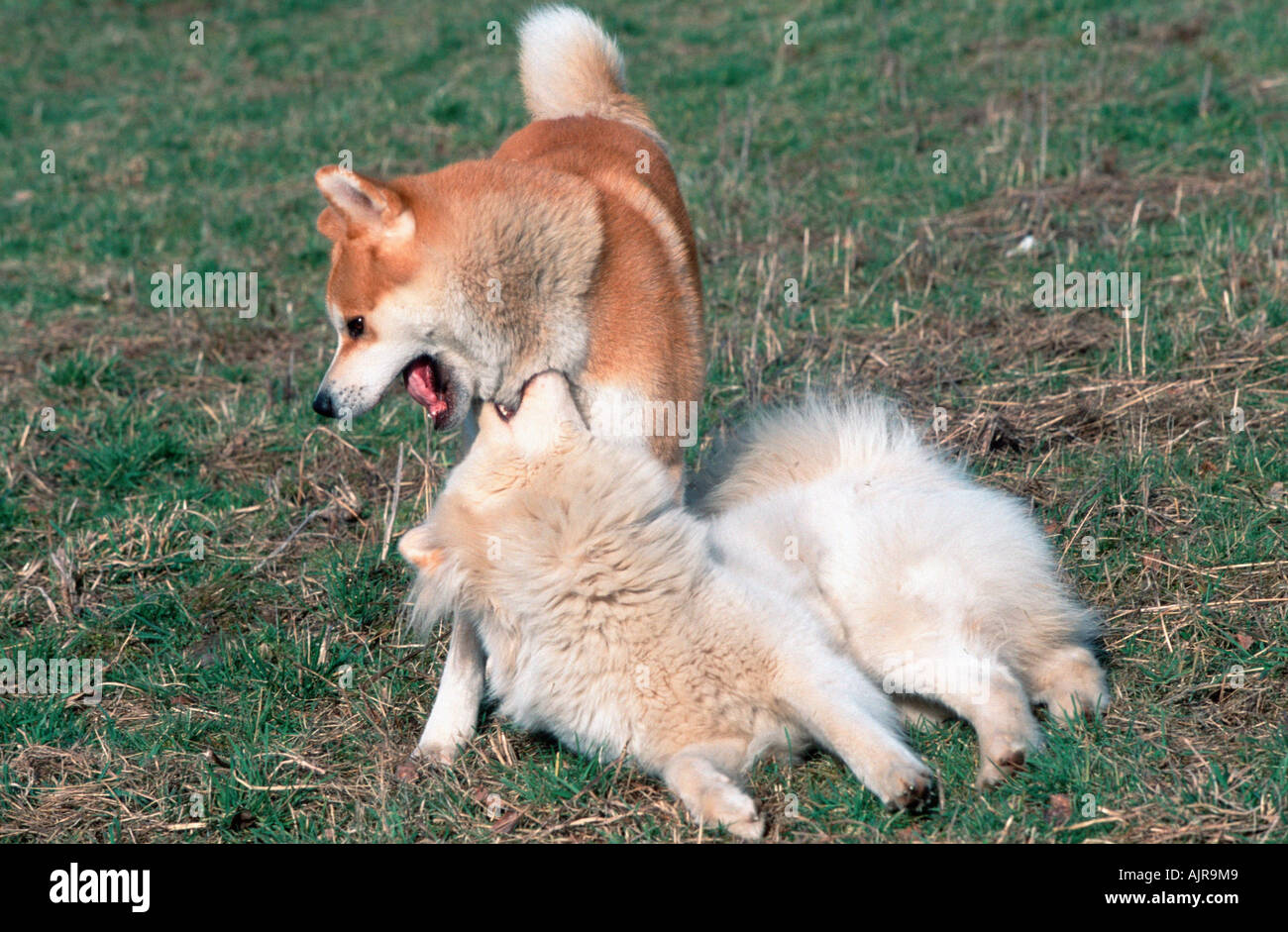 Inus hi-res stock photography and images - Alamy