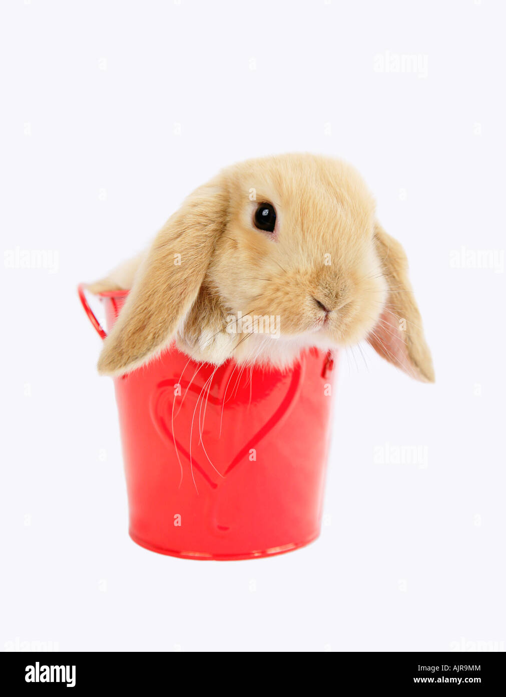 Cute Lop Ear Bunny in red Valentine heart container isolated on white ...