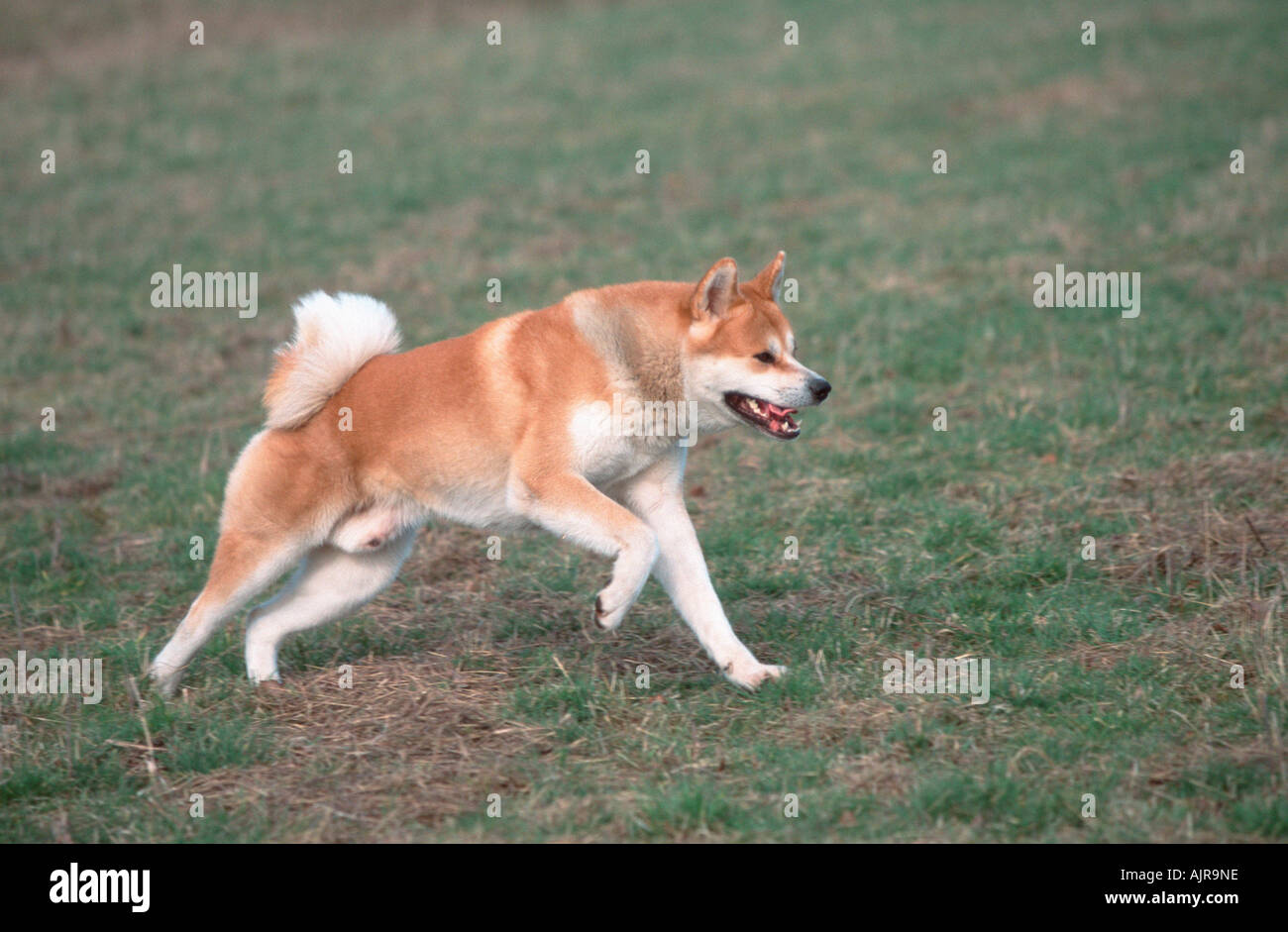 Akita inu male hi-res stock photography and images - Alamy