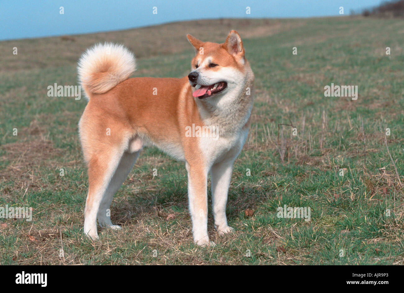 Akita inu male hi-res stock photography and images - Alamy