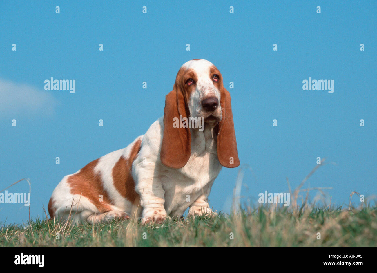 Lemon hound hi-res stock photography and images - Alamy