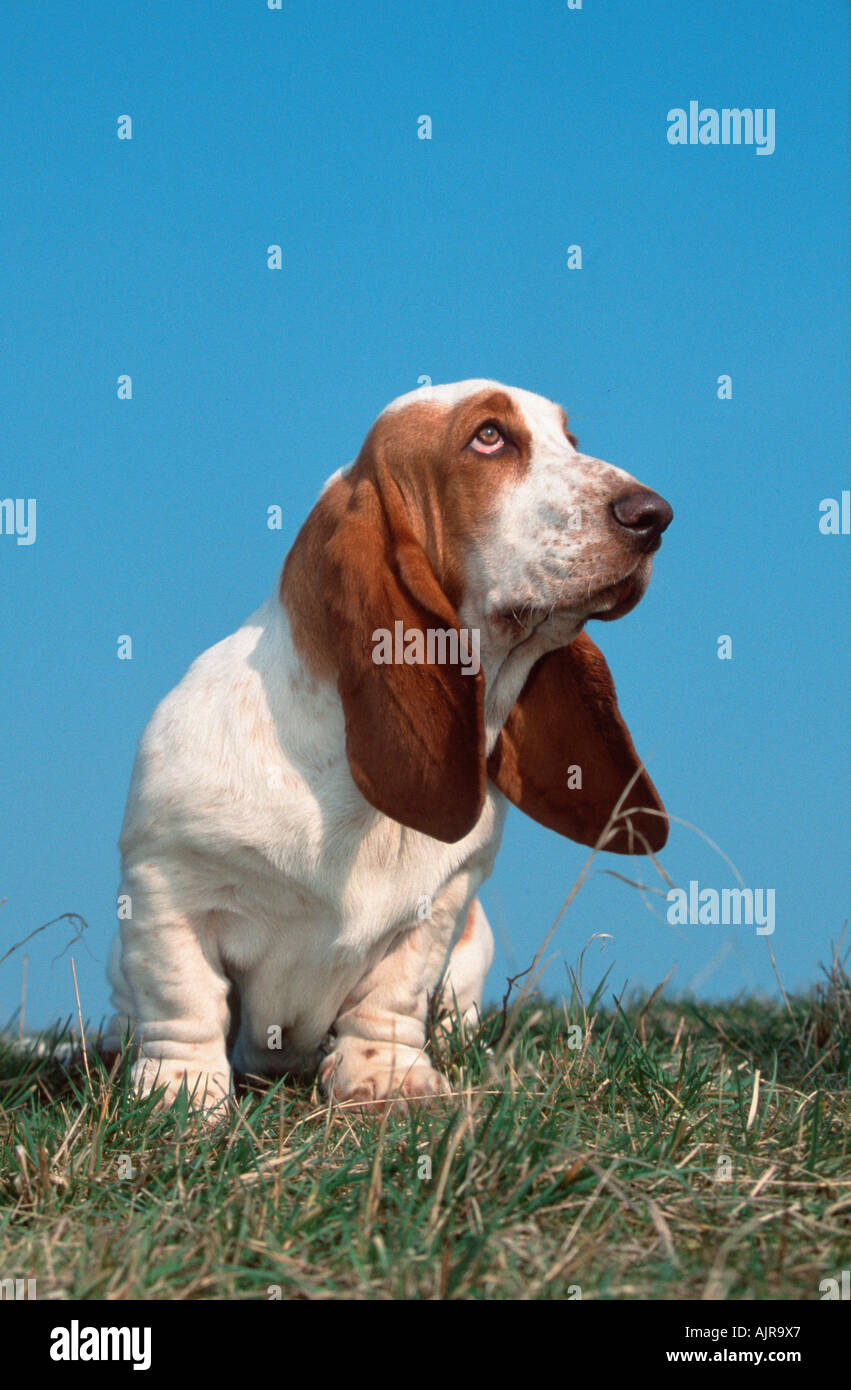 Lemon hound hi-res stock photography and images - Alamy