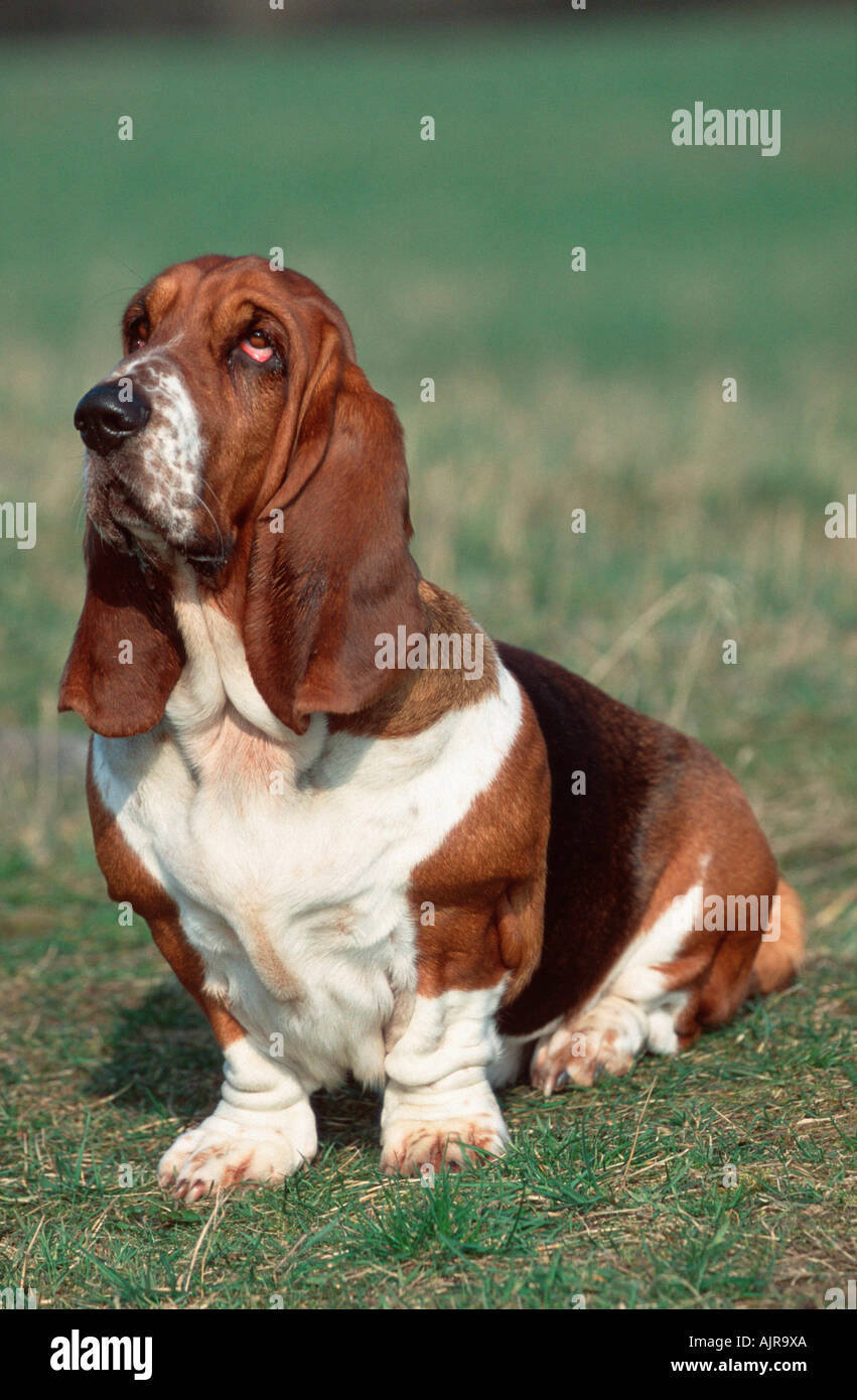 Hound tricolor hi-res stock photography and images - Alamy