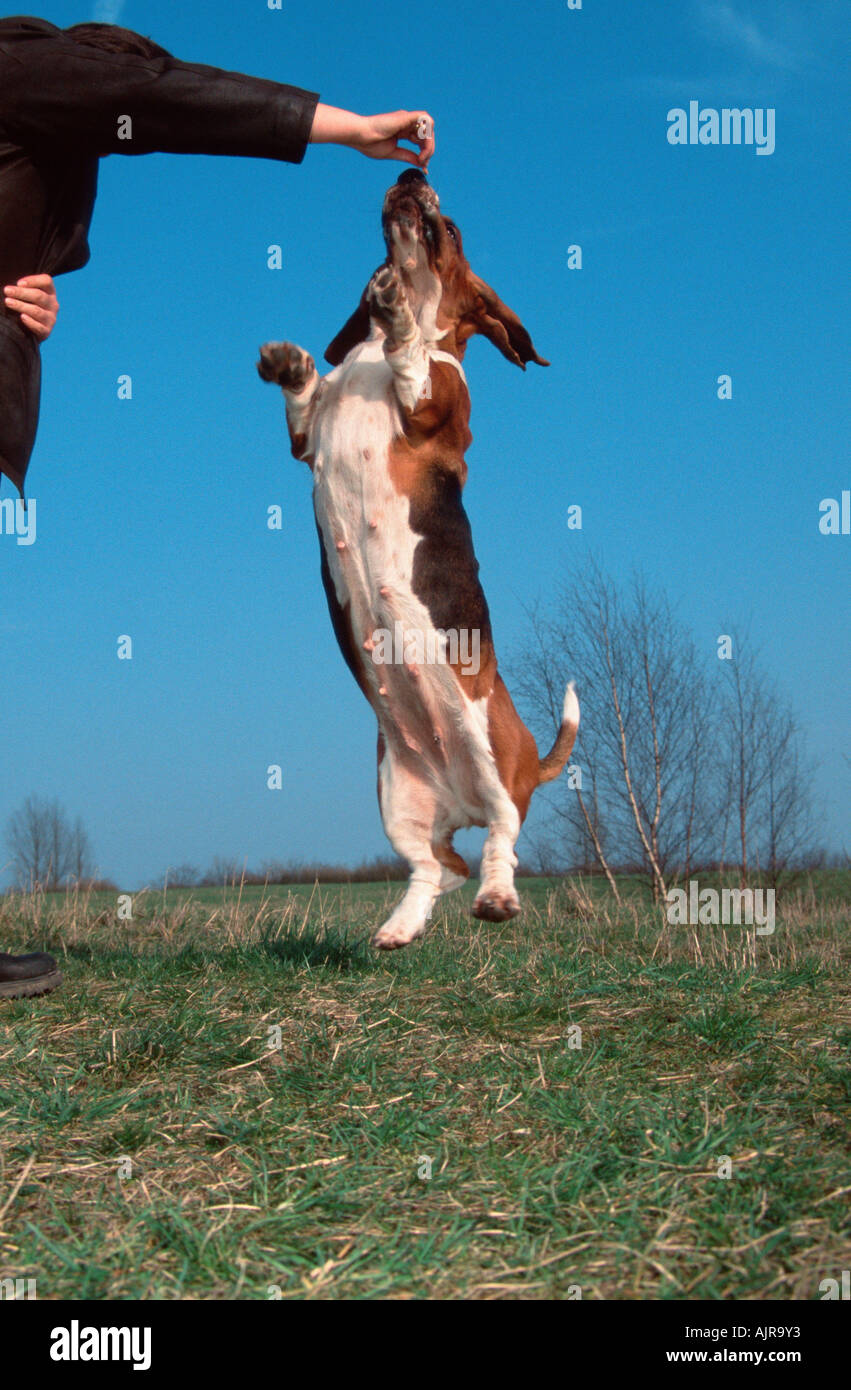 Hound jumping hi-res stock photography and images - Alamy