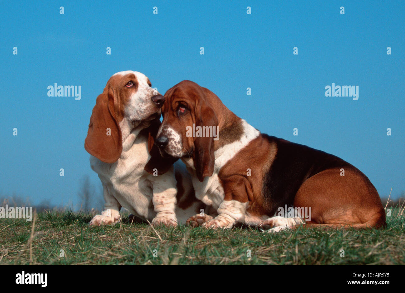 Basset Hounds tricolor and lemon white Stock Photo - Alamy