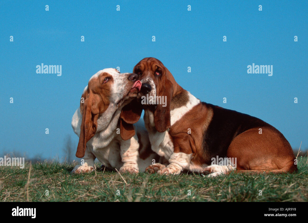 Basset Hounds tricolor and lemon white Stock Photo - Alamy