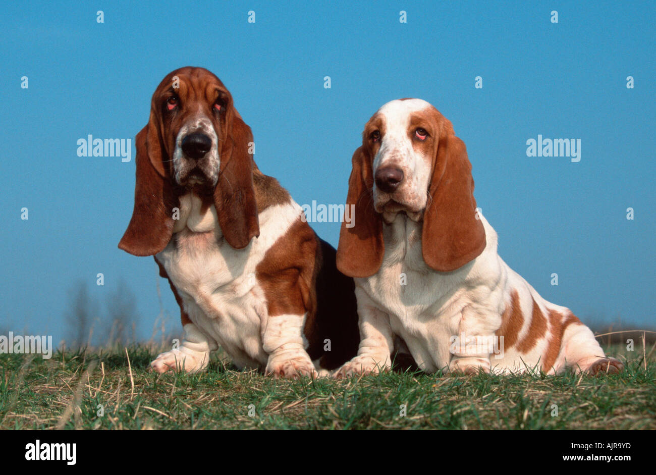 Basset Hounds tricolor and lemon white Stock Photo - Alamy