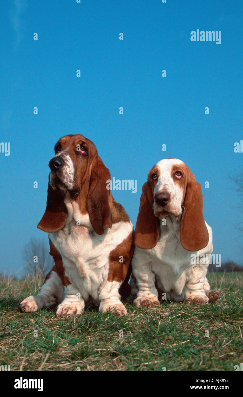 Basset Hounds tricolor and lemon white Stock Photo - Alamy