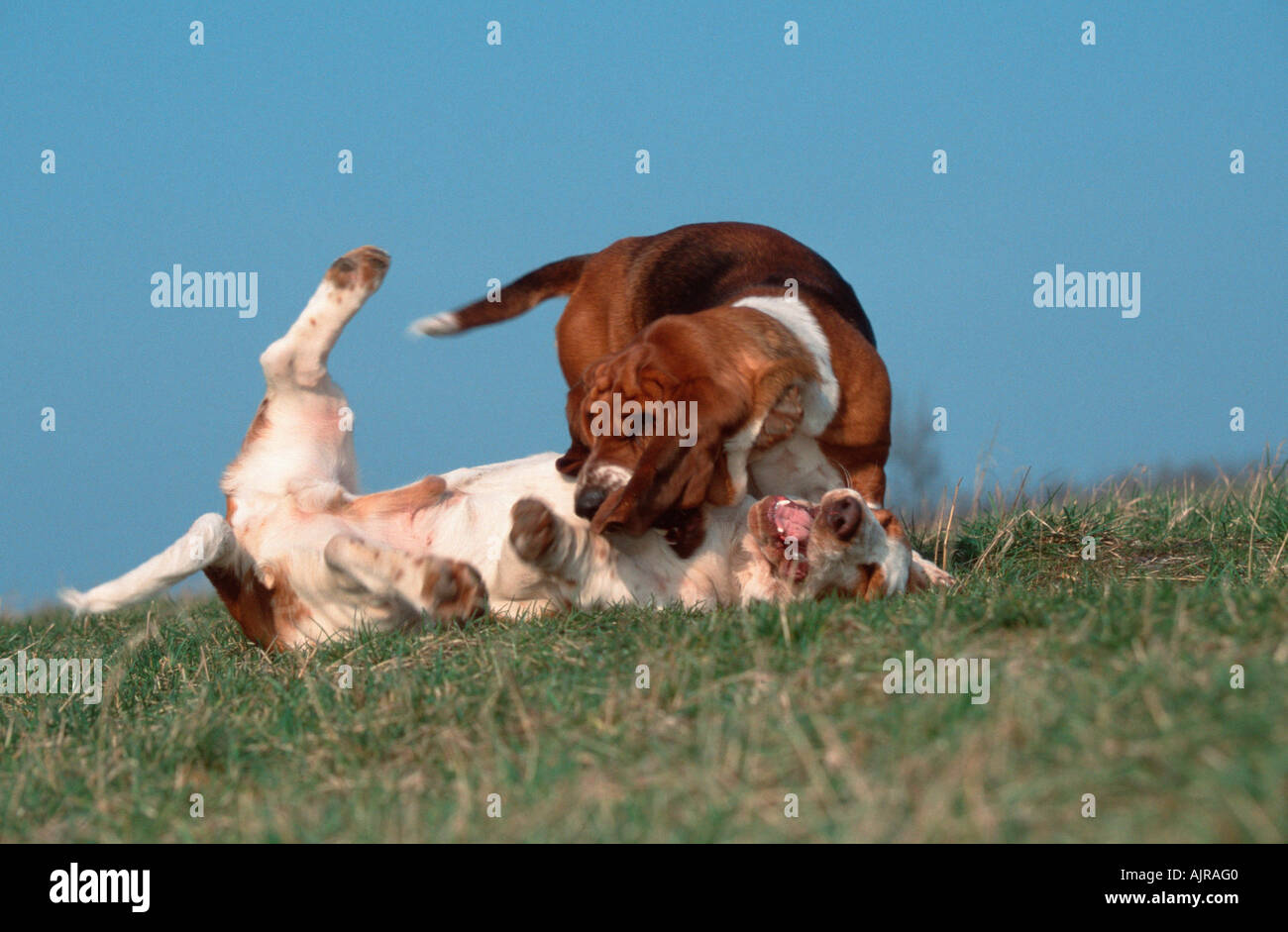 Basset Hounds tricolor and lemon white Stock Photo - Alamy