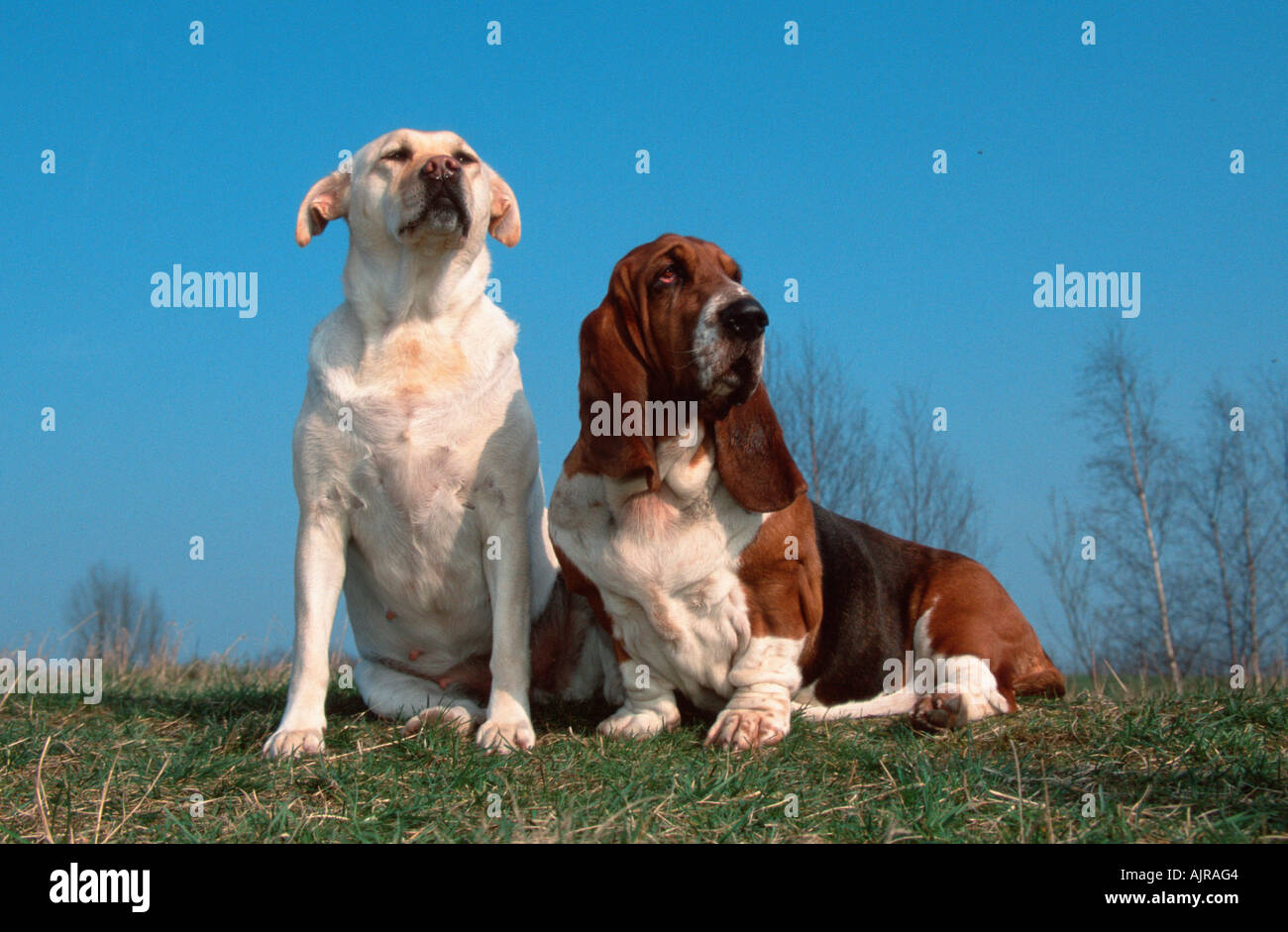 Labrador Retriever and Basset Hound Stock Photo - Alamy