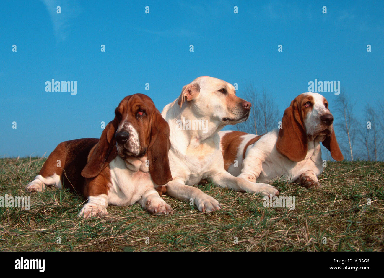 Labrador Retriever and Basset Hounds Stock Photo - Alamy