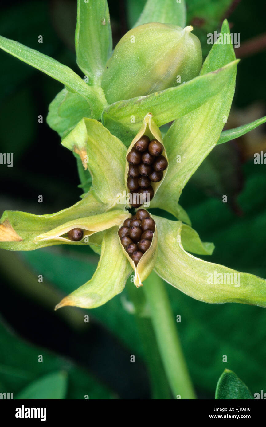 Pansy seed hi-res stock photography and images - Alamy