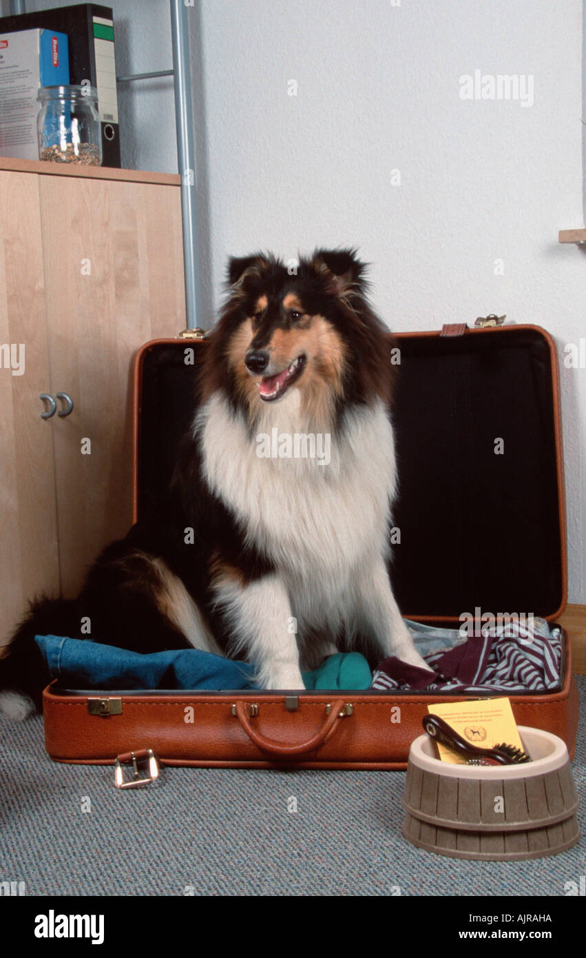 Rough Collie in suitcase Stock Photo - Alamy