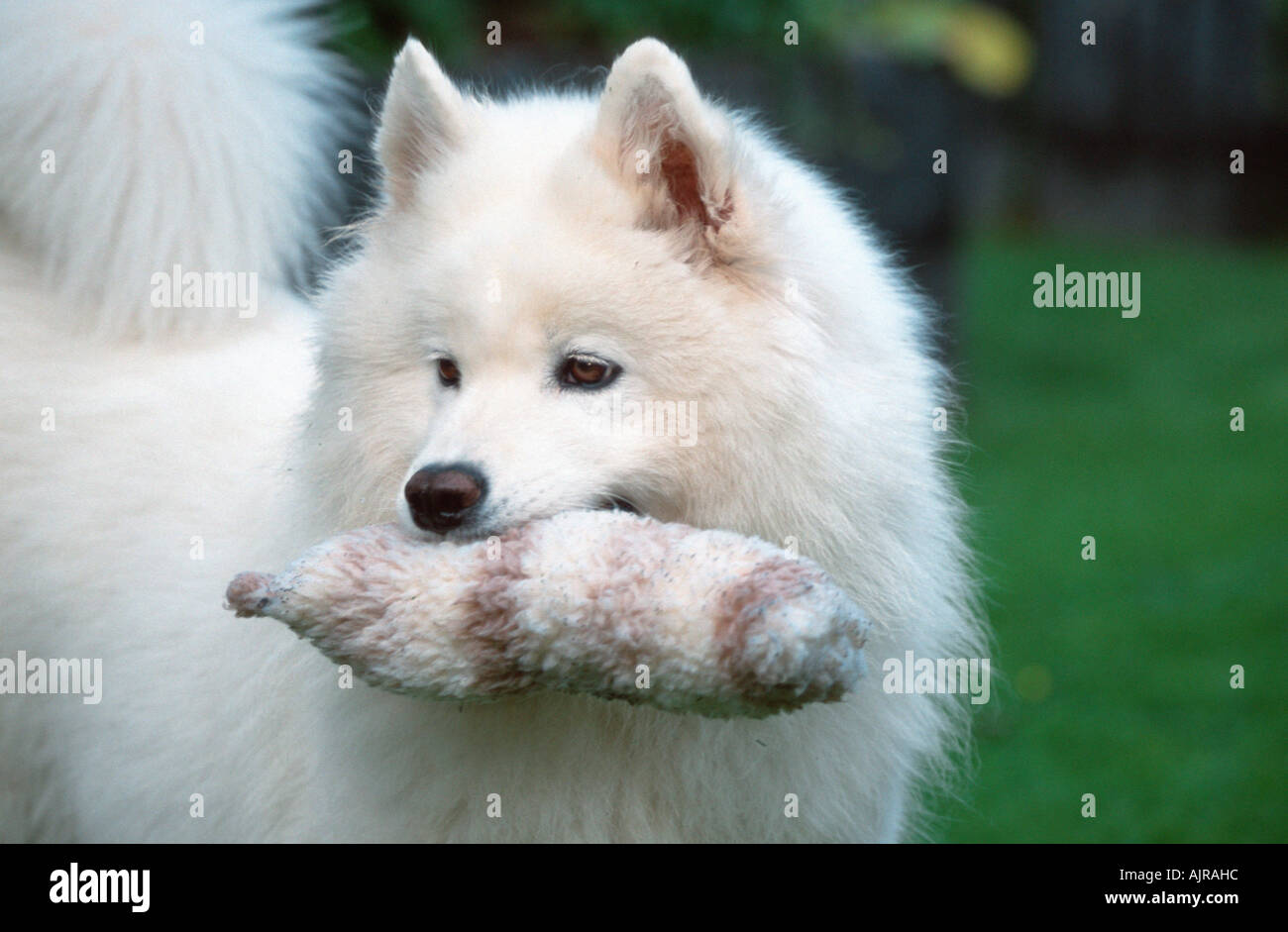 Samoyed adult dog standing hi-res stock photography and images - Alamy