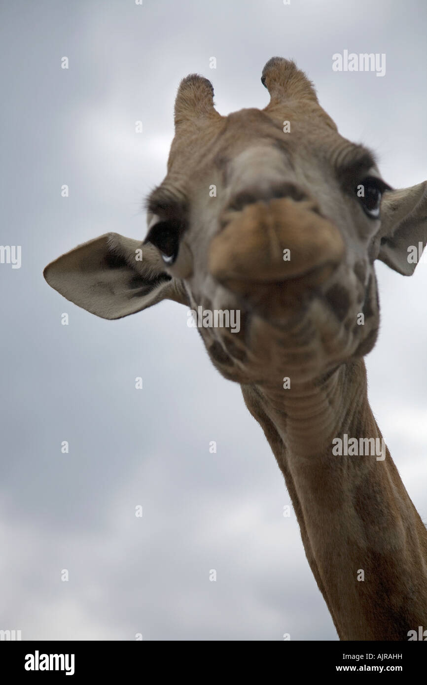 Rothschild Giraffe staring into camera Stock Photo - Alamy