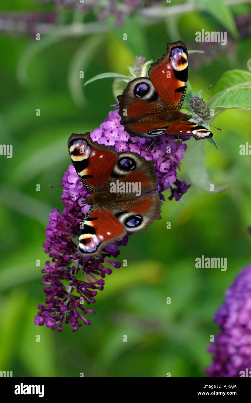 Peacock Butterfly, Inachis io, two insects feeding on Buddleia blossom ...