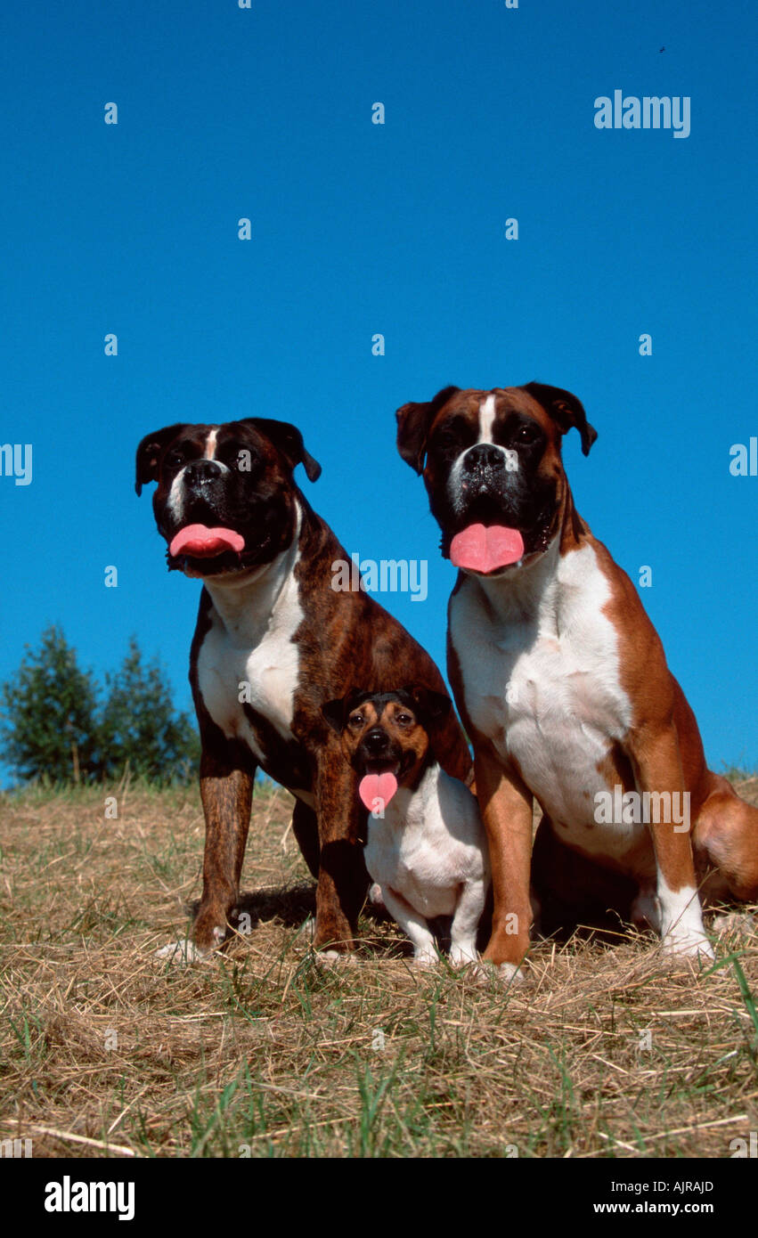 German Boxer and Jack Russell Terrier Stock Photo - Alamy