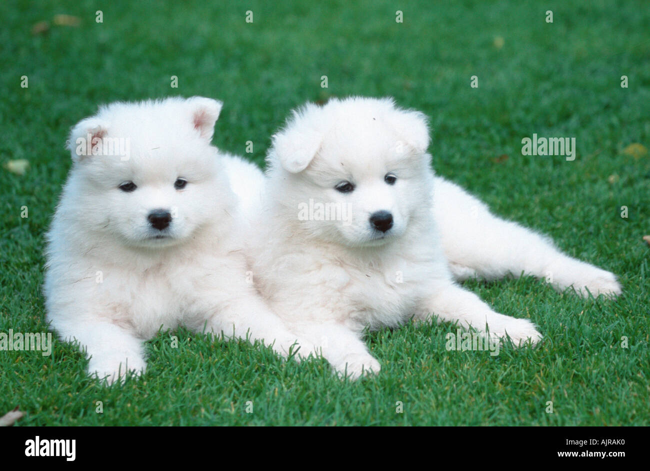 Samoyed puppies 6 weeks Stock Photo - Alamy