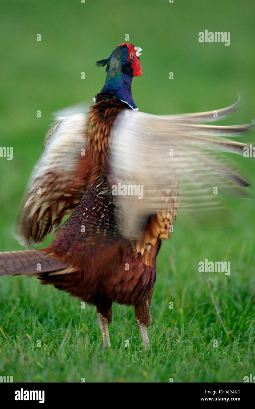 Common Pheasant, Phasianus colchicus, cock crowing and flapping wings on meadow Stock Photo - Alamy