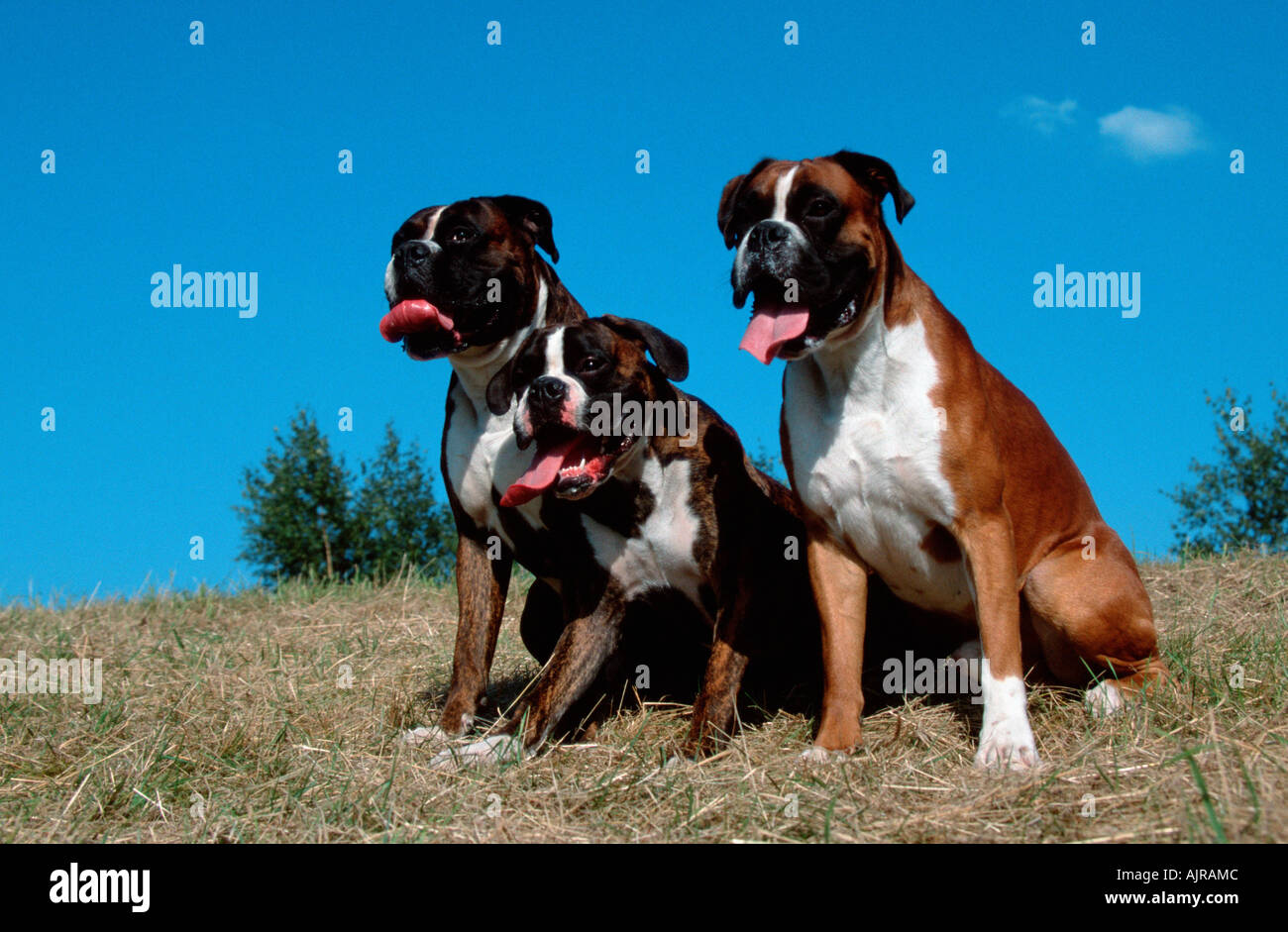 Three boxer dogs hi-res stock photography and images - Alamy