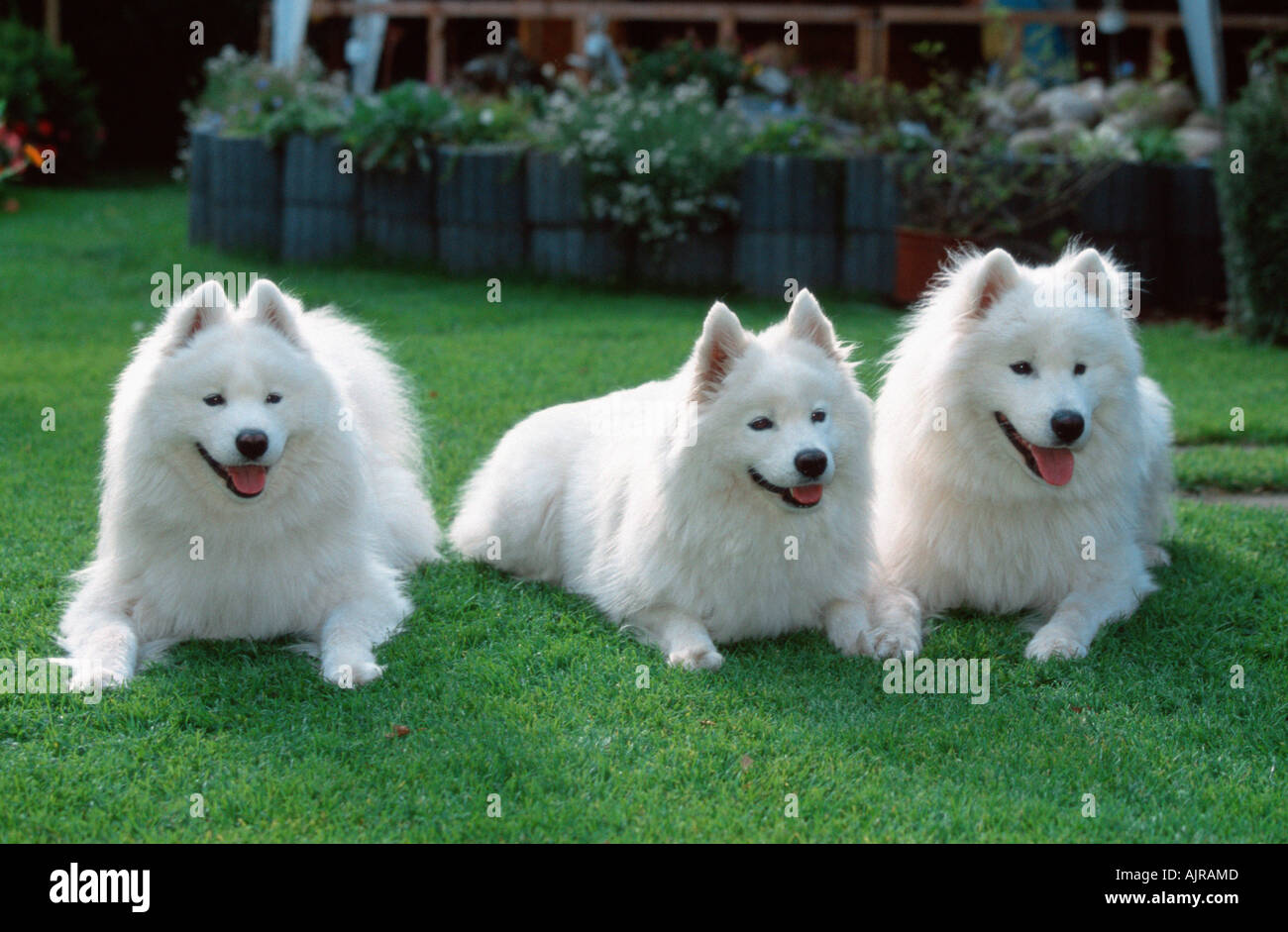 Samoyeds dog hi-res stock photography and images - Alamy