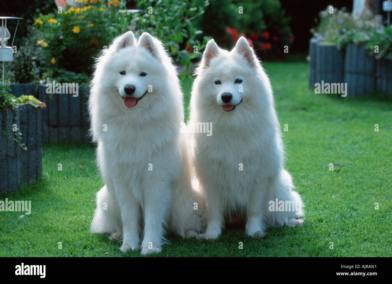Samoyeds hi-res stock photography and images - Alamy