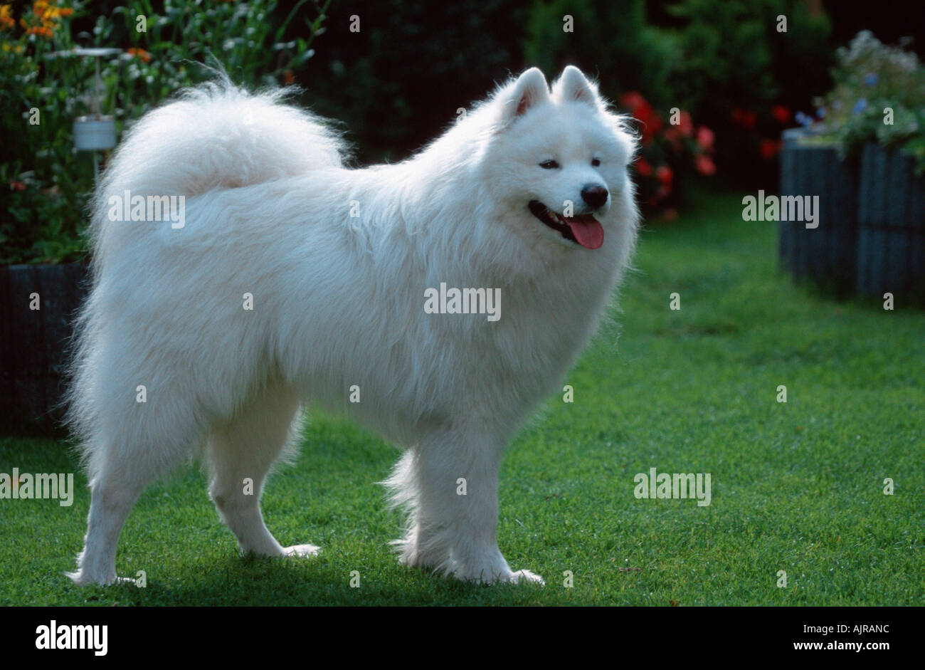 Samoyed side standing hi-res stock photography and images - Alamy