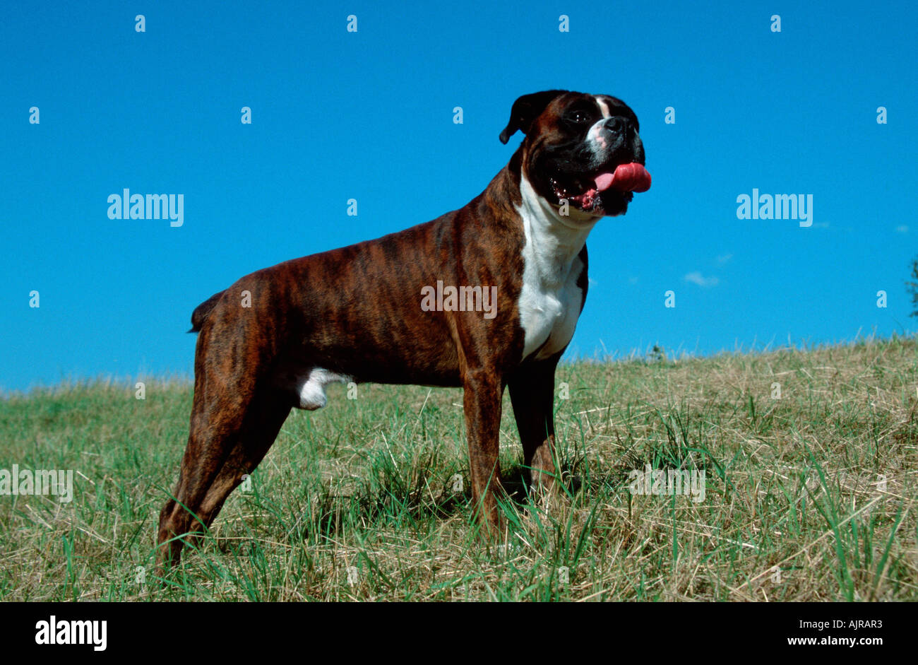 German Boxer side brindled Stock Photo - Alamy